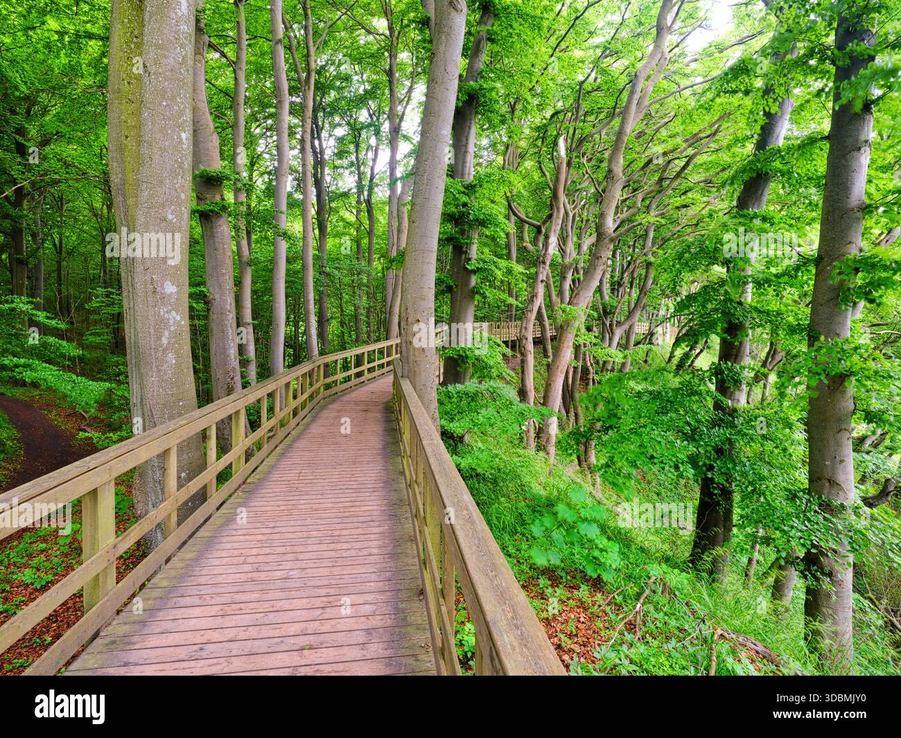 Europe, Denmark, Mön Island, Möns Klint UNESCO World Heritage Site ...