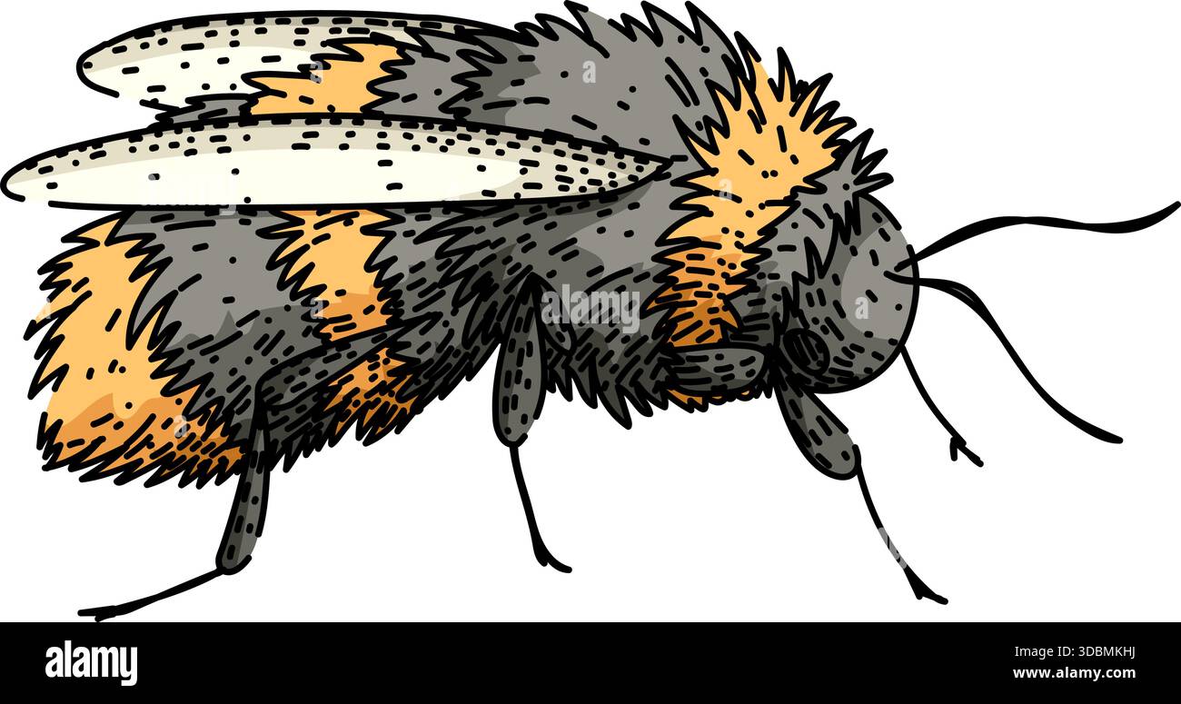 Bumblebee insect flying with furry body and wings Stock Vector Image ...