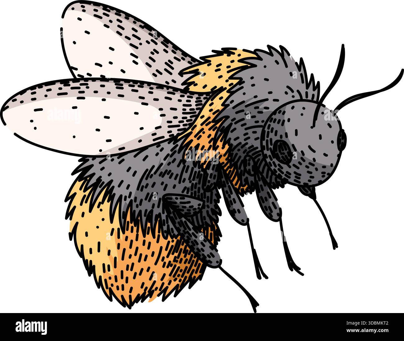 Bumblebee flying ink sketch cartoon illustration Stock Vector Image ...