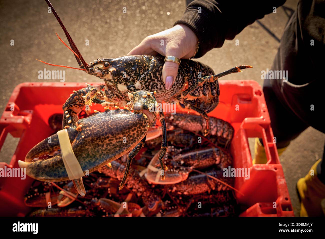 Appledore fish dock hi-res stock photography and images - Alamy