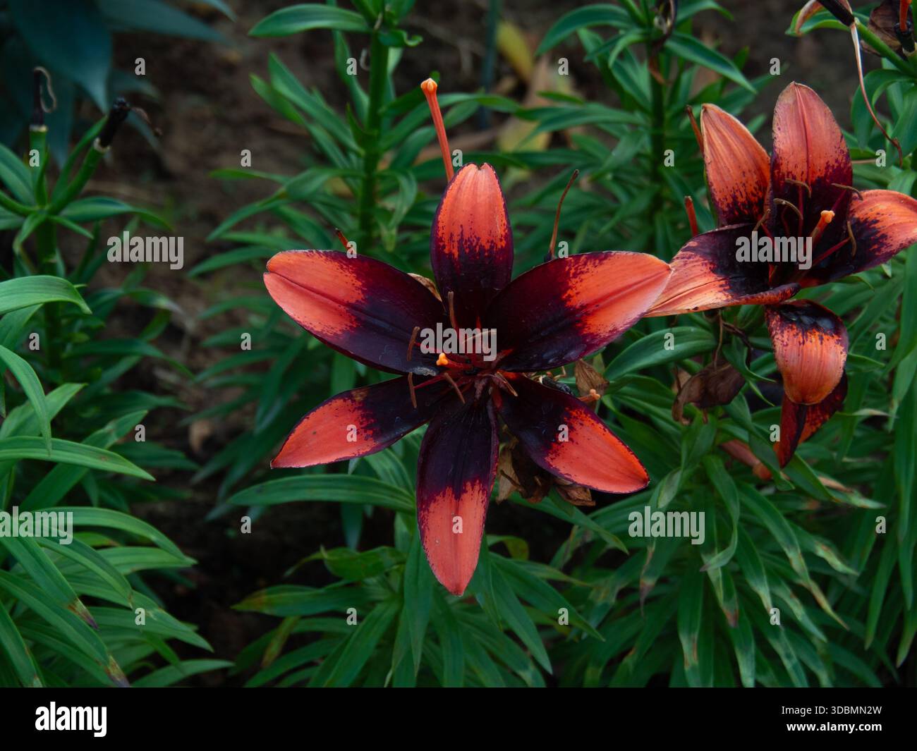 Dark red Asiatic lily (Lilium Asiaticum) with dramatic two-tone petals ...