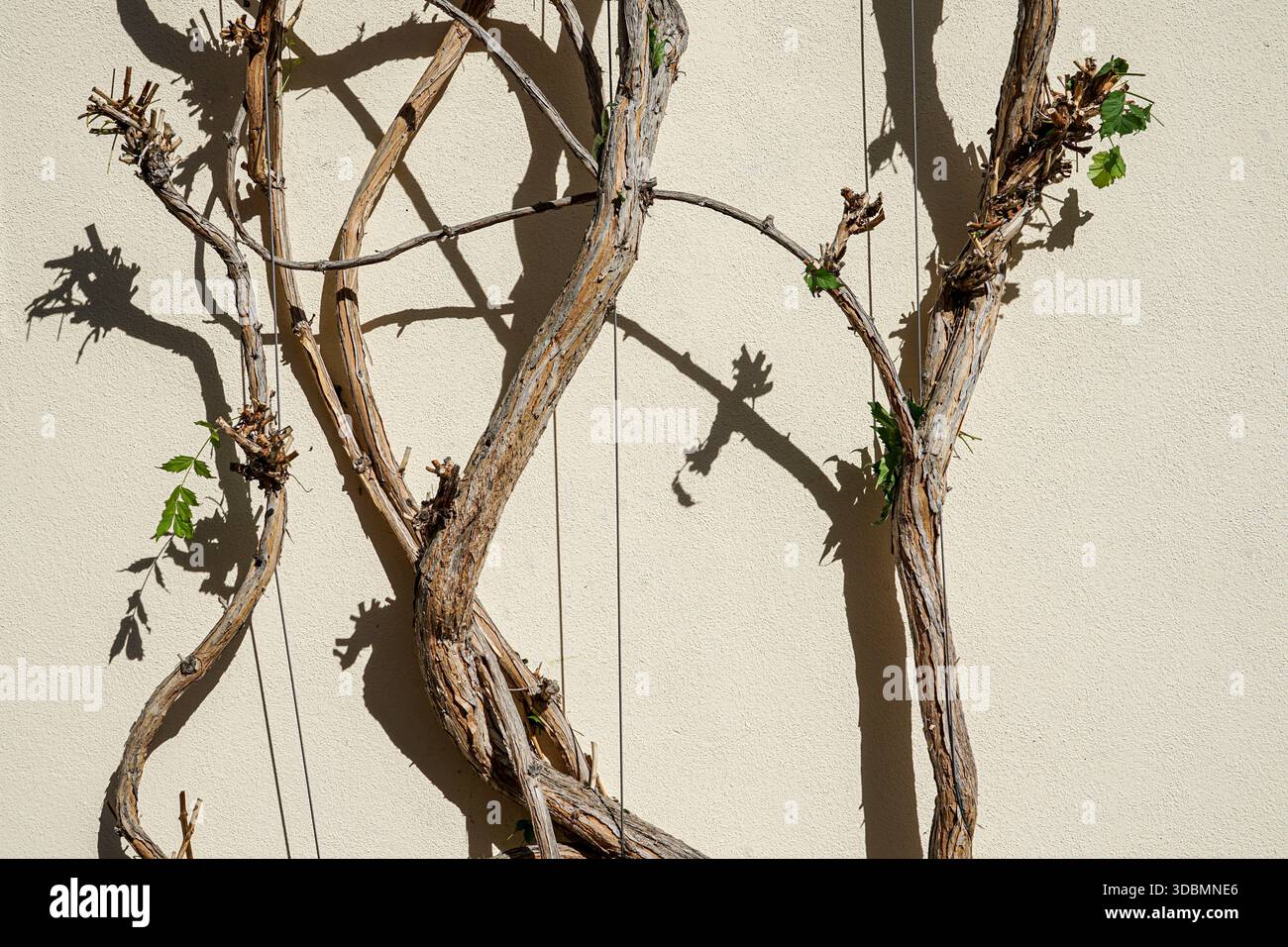 Smooth tree branches silhouette hi-res stock photography and images - Alamy