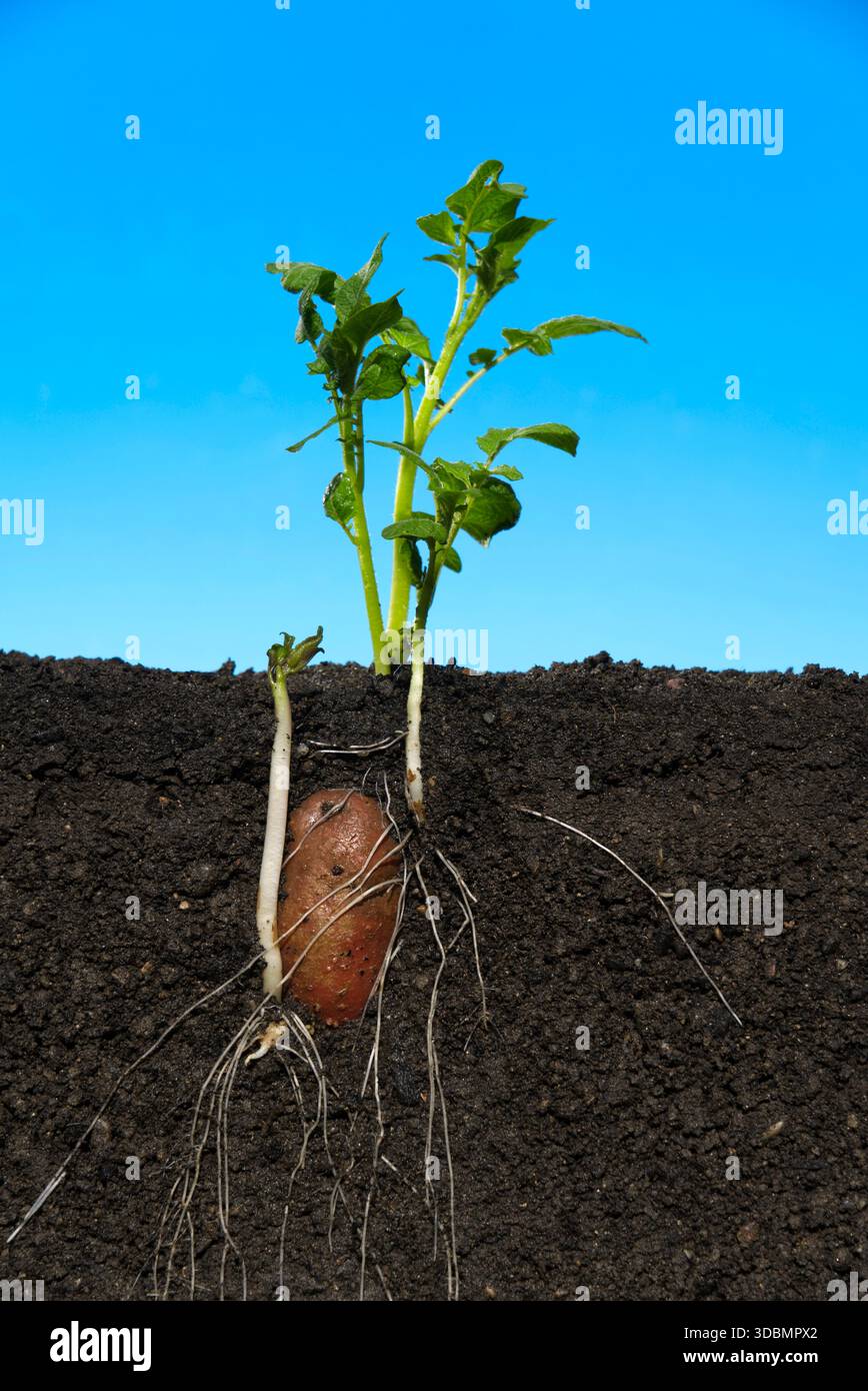 Potato, potato plant, soil cross-section, soil, soil, roots Stock Photo ...