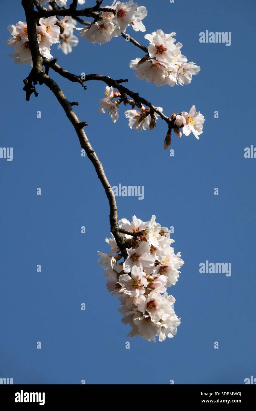 Beautiful almond blooms in hi-res stock photography and images - Alamy
