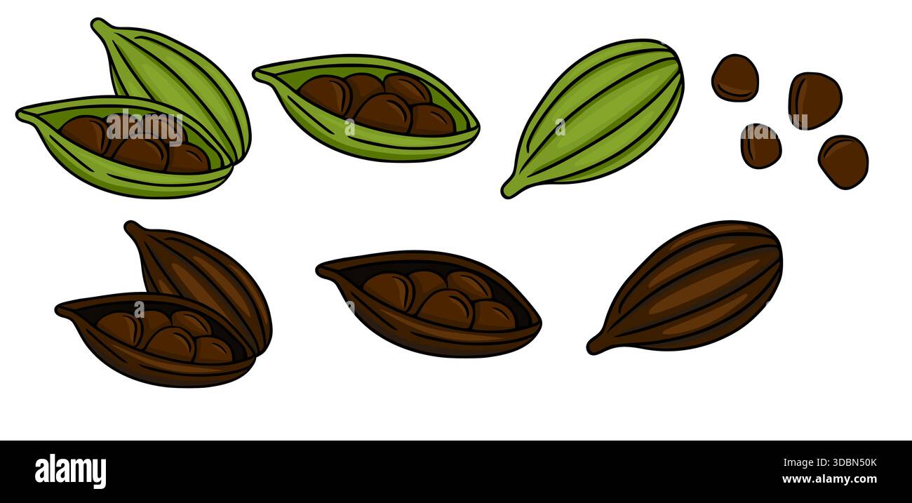 A vibrant vector illustration showcasing whole and split cardamom pods ...