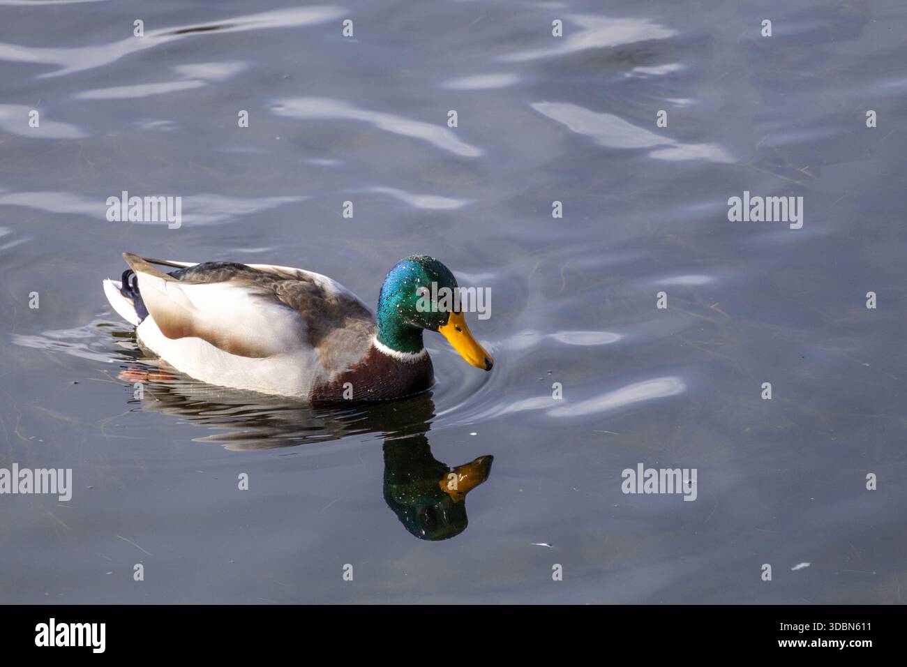Male Mallard Duck with Iridescent Green Head Swimming on Dark Rippled ...