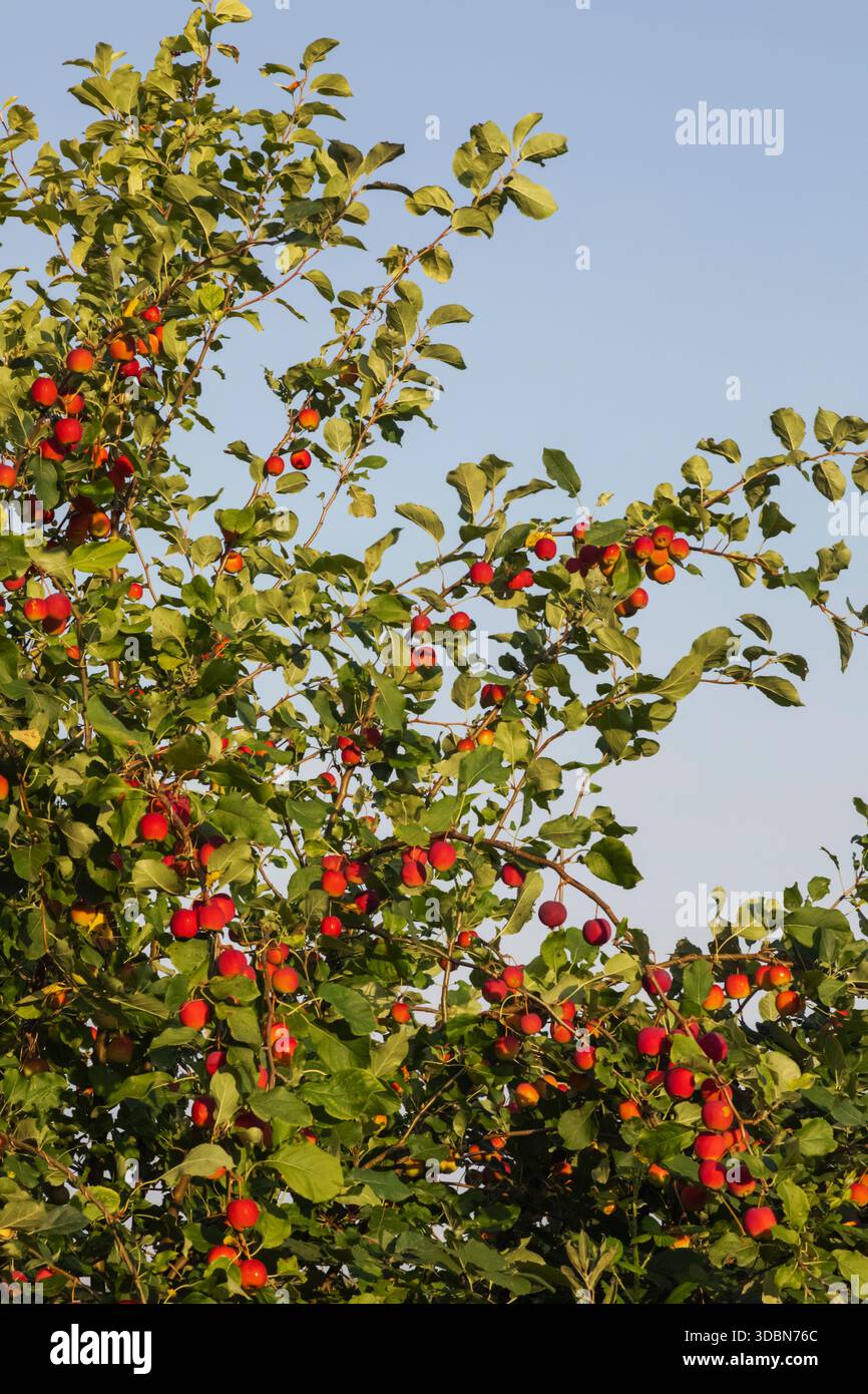 Heritage apple orchard england hi-res stock photography and images - Alamy