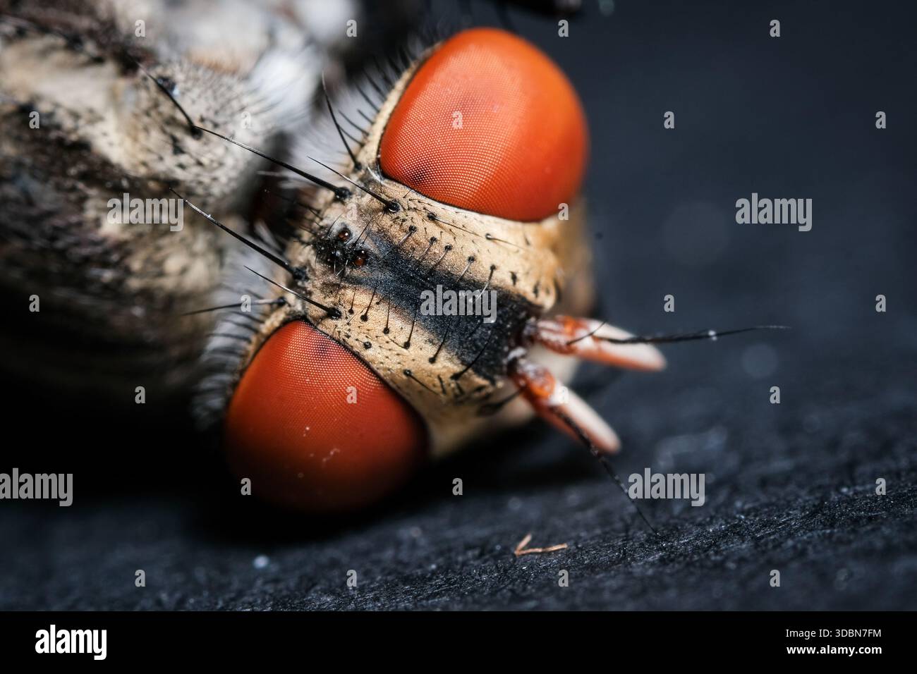 Extreme Macro Portrait Highlighting the Compound Eye Facets and Fleshy ...