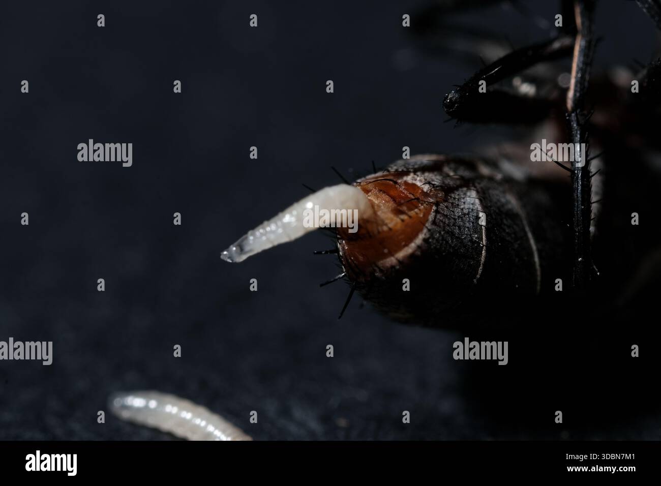 Detailed Biological Study of Viviparous Reproduction in Diptera: A ...