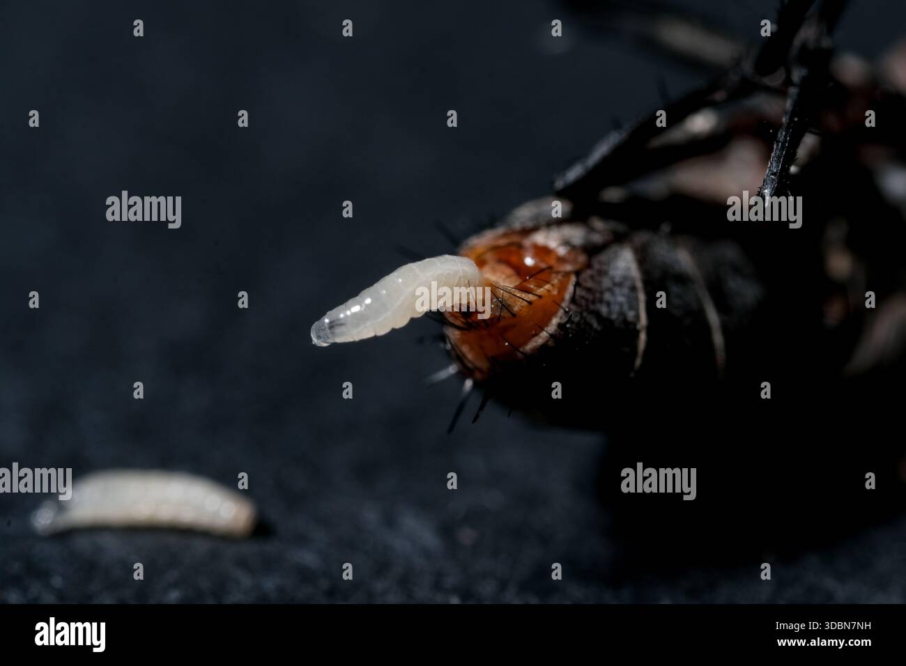 Detailed Biological Study of Viviparous Reproduction in Diptera: A ...