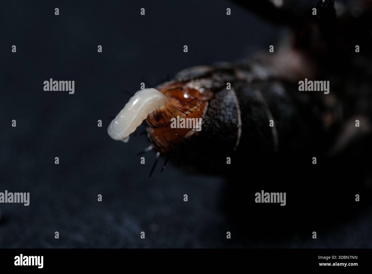 Detailed Biological Study of Viviparous Reproduction in Diptera: A ...