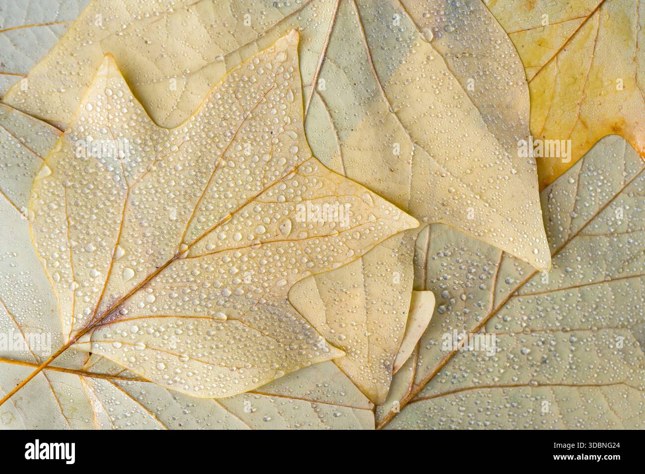 light yellow leaves of the tulip tree (Liriodendron tulipifera) with ...