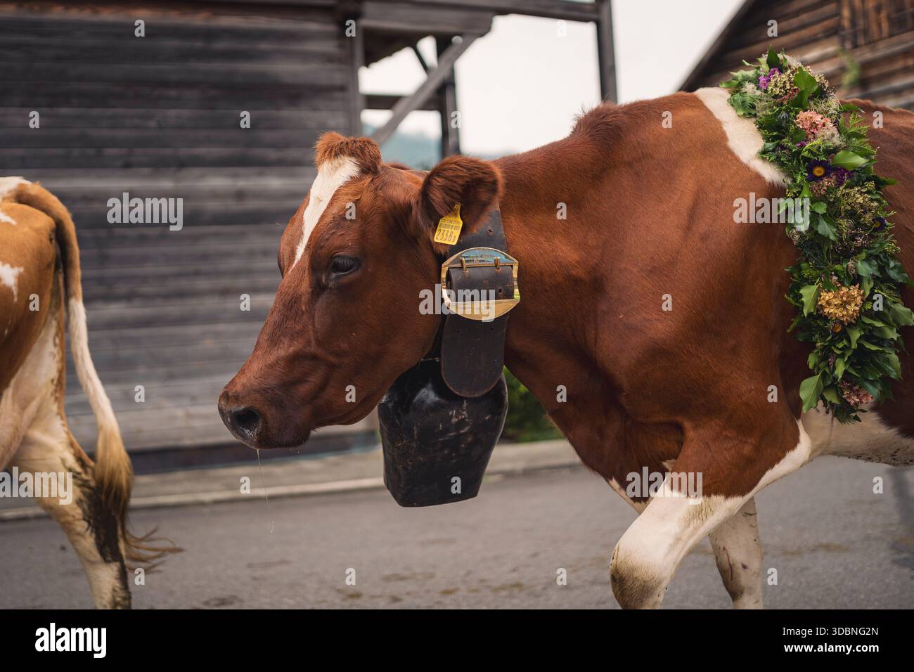 A magnificently decorated cow with a large cowbell during the Alpine ...