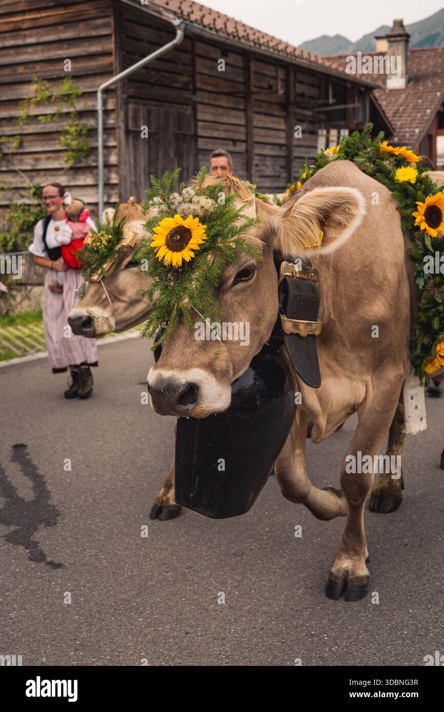 A magnificently decorated cow with a large cowbell during the Alpine ...