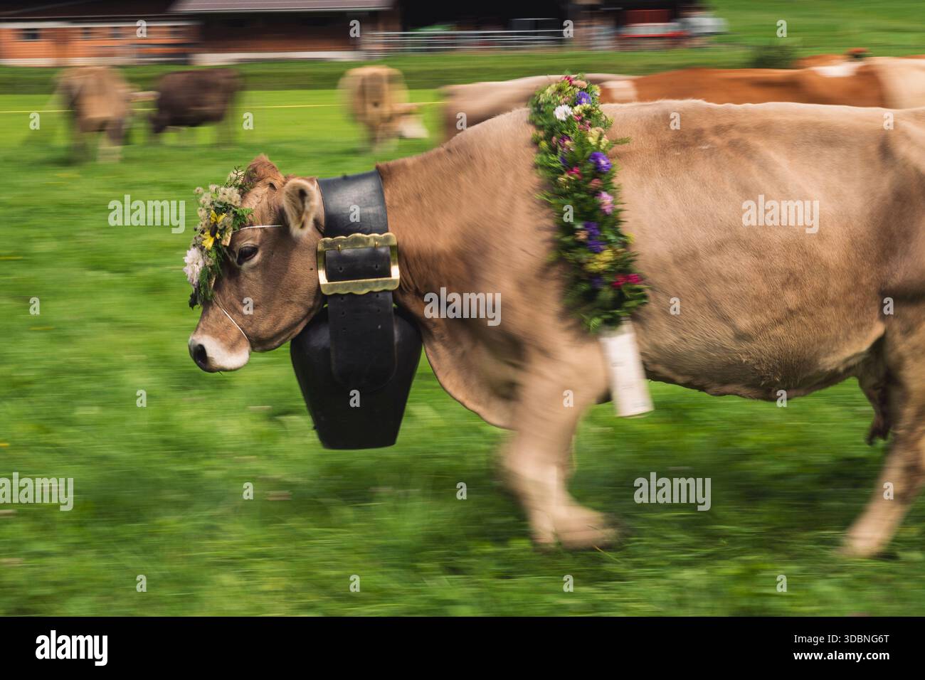 A decorated cow with a large cowbell walks across a meadow. The picture ...