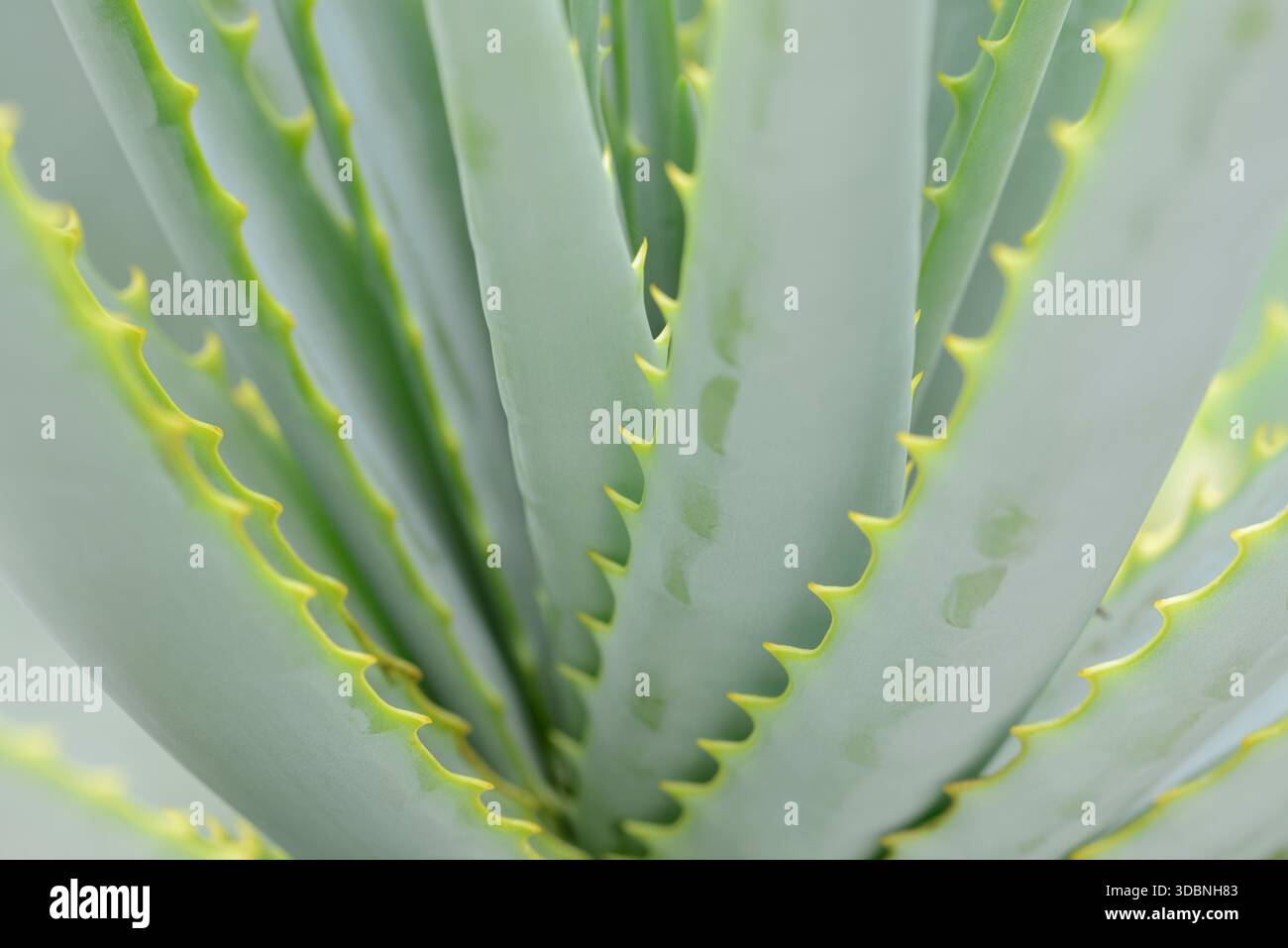 Aloe (Aloe mutabilis, Aloe arborescens), leaves with teeth, native to ...