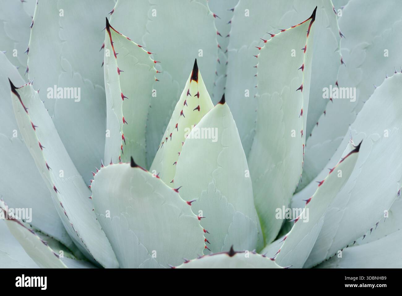 Agave rosette hi-res stock photography and images - Alamy