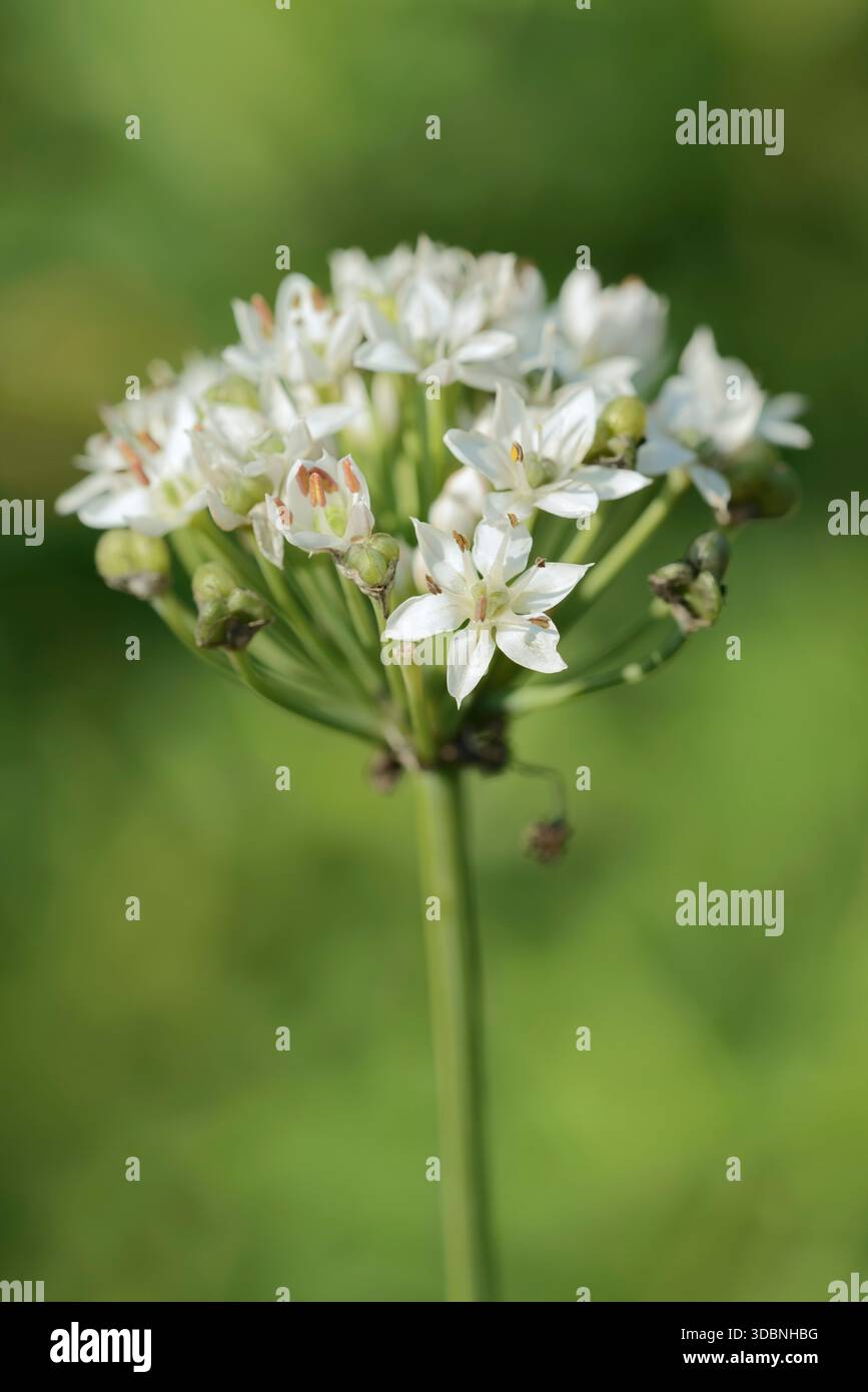 Garlic chives (Allium tuberosum), inflorescence, native to China Stock ...