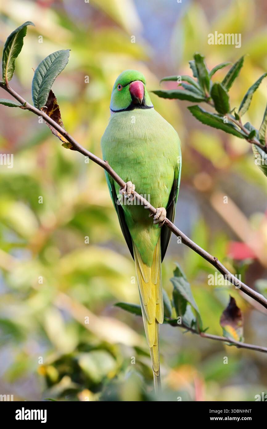 Indian collared parakeet or lesser alexanders parakeet psittacula ...