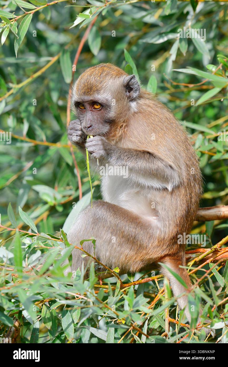 Java monkey (Macaca fascicularis), juvenile, occurrence in Southeast ...