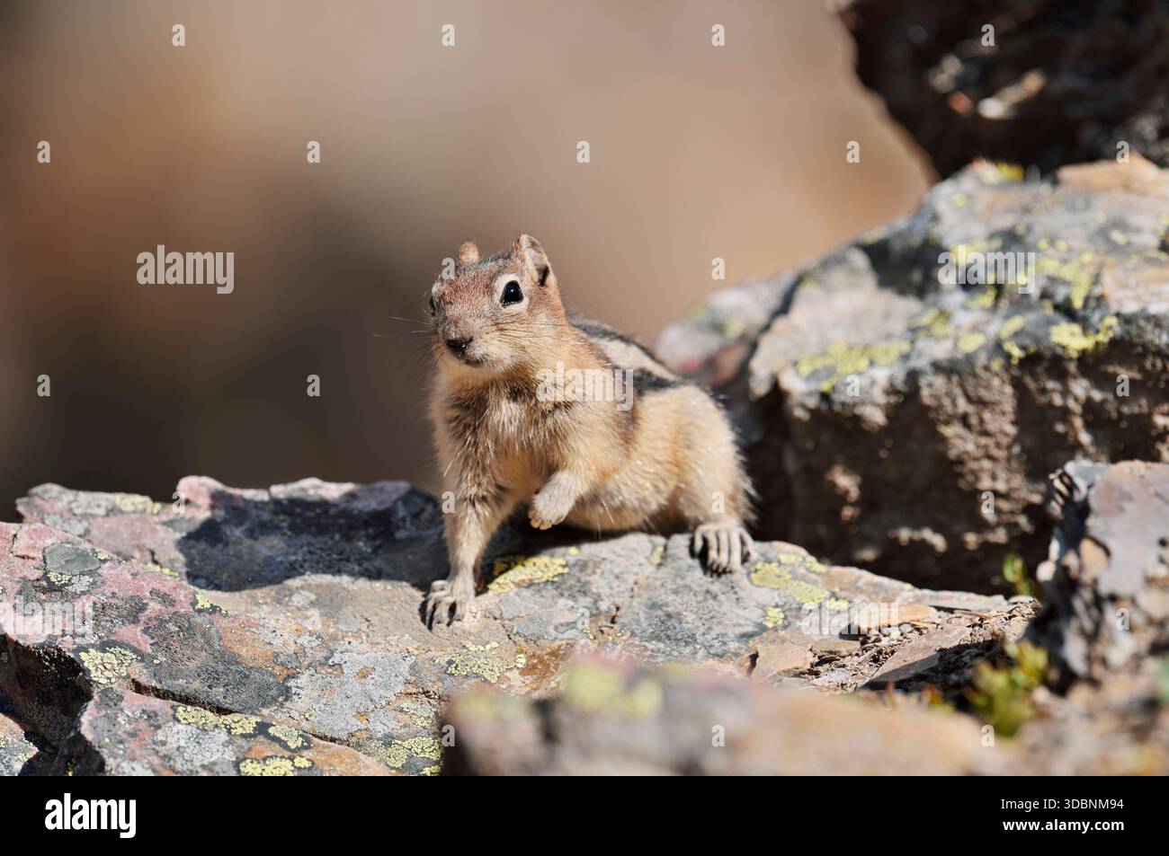Golden mantle gopher (Callospermophilus lateralis, Spermophilus ...