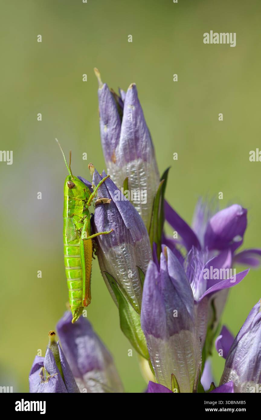 Common grasshopper (Pseudochorthippus parallelus), larva on German ...