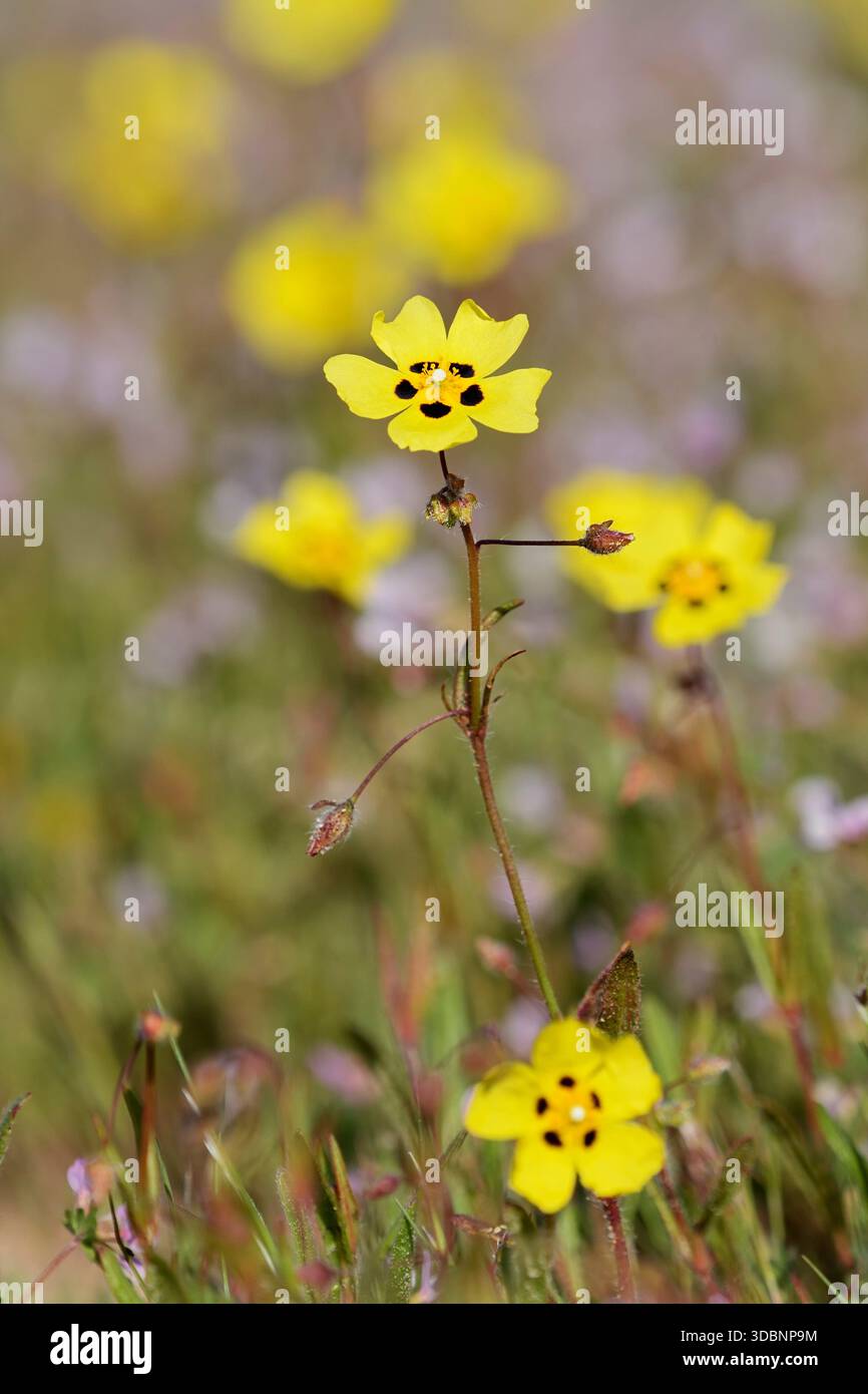 Algarvensis hi-res stock photography and images - Alamy