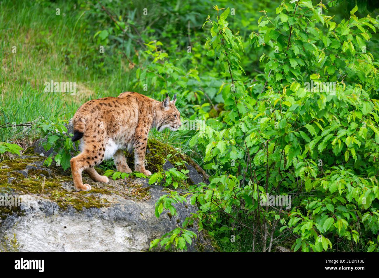 Eurasian lynx lynx lynx standing on arock hi-res stock photography and ...