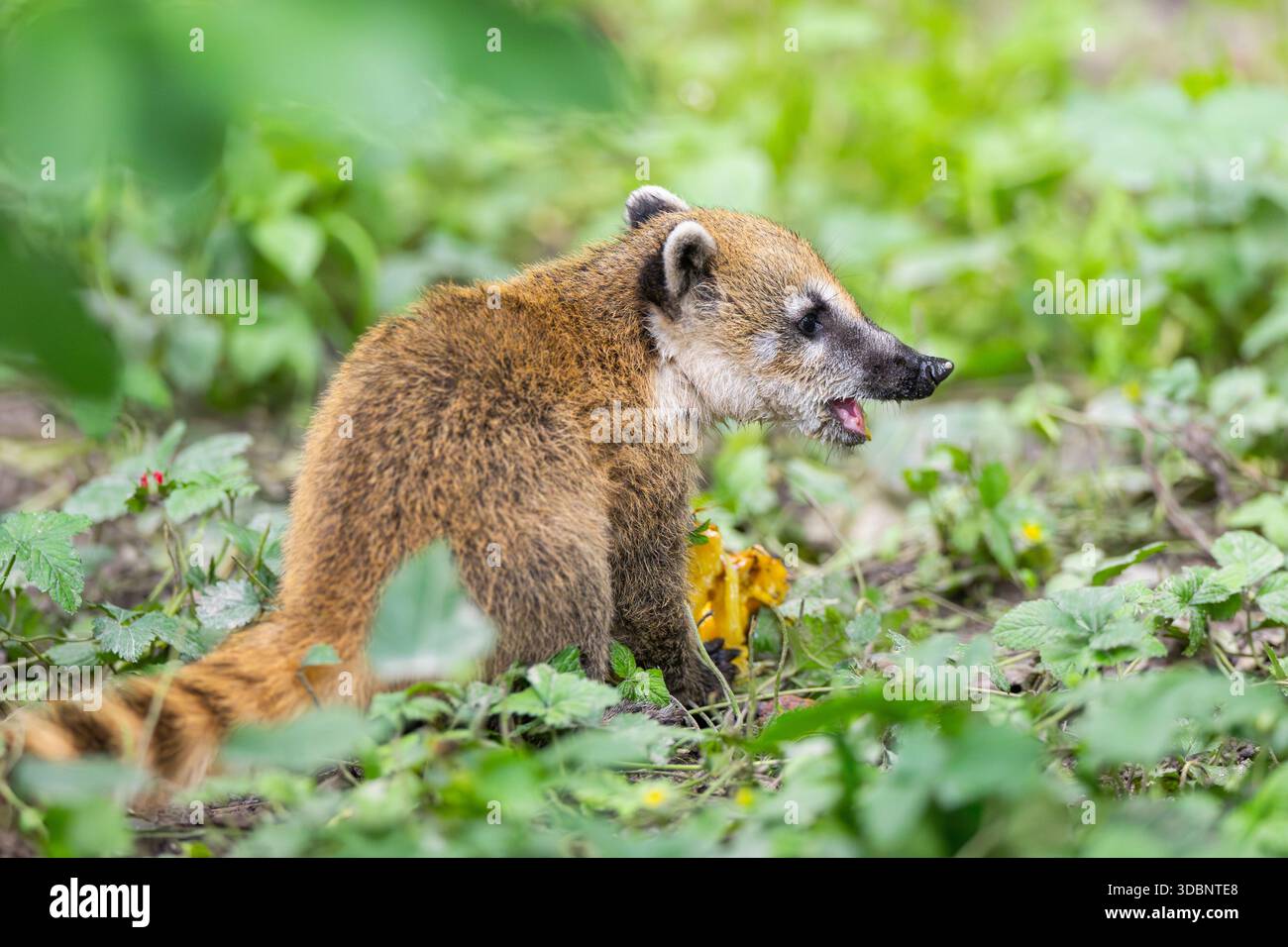 South american coati nasua nasua youngster sitting on the ground hi-res ...