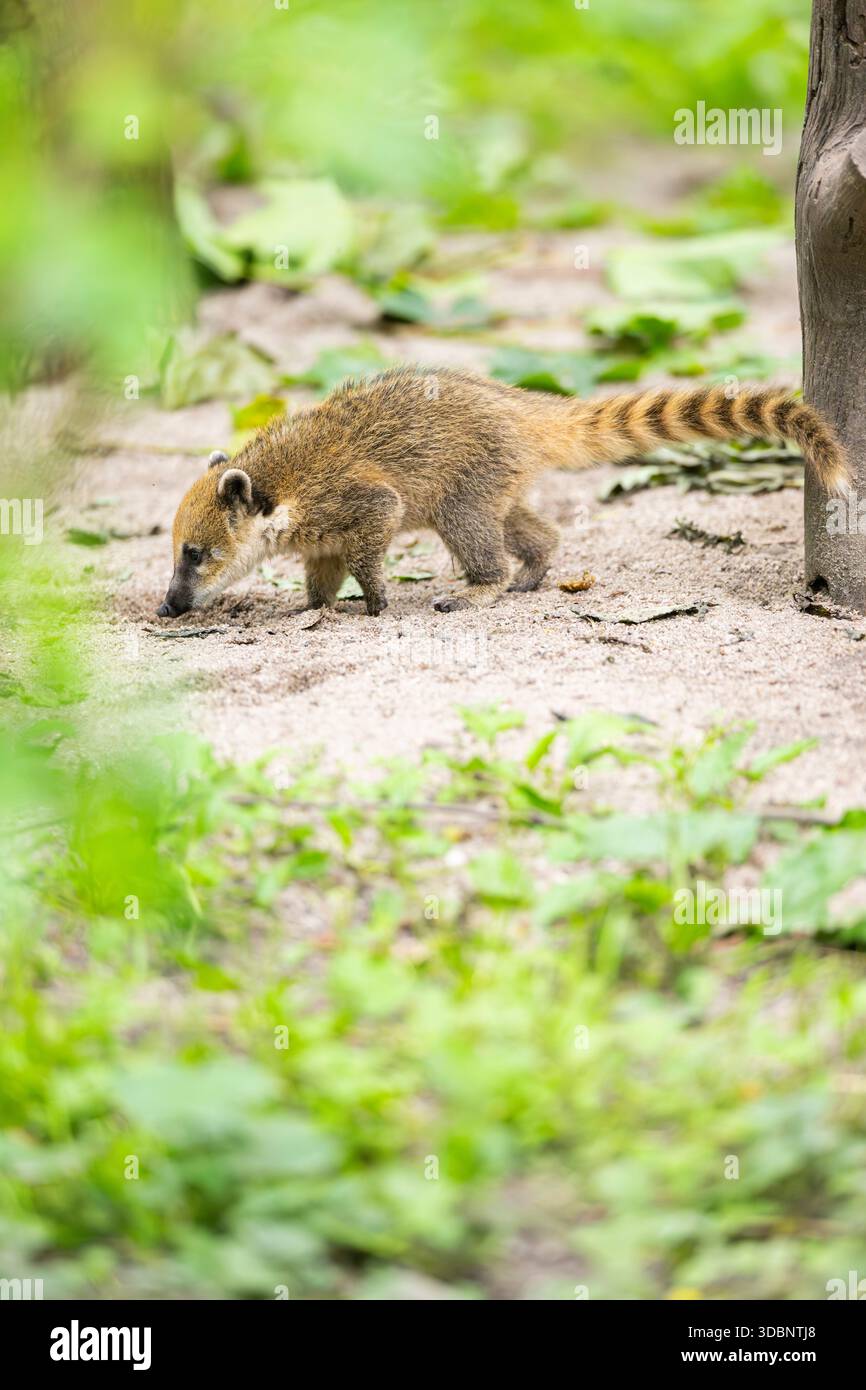 South american coati nasua nasua youngster walking on the ground hi-res ...
