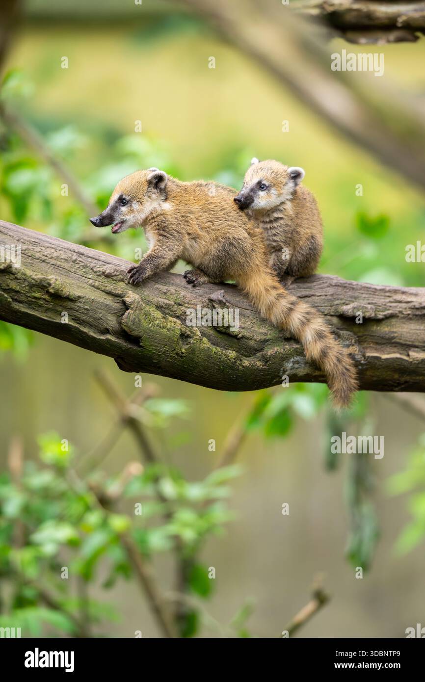 South American coati (Nasua nasua) youngsters on an old tree trunk ...