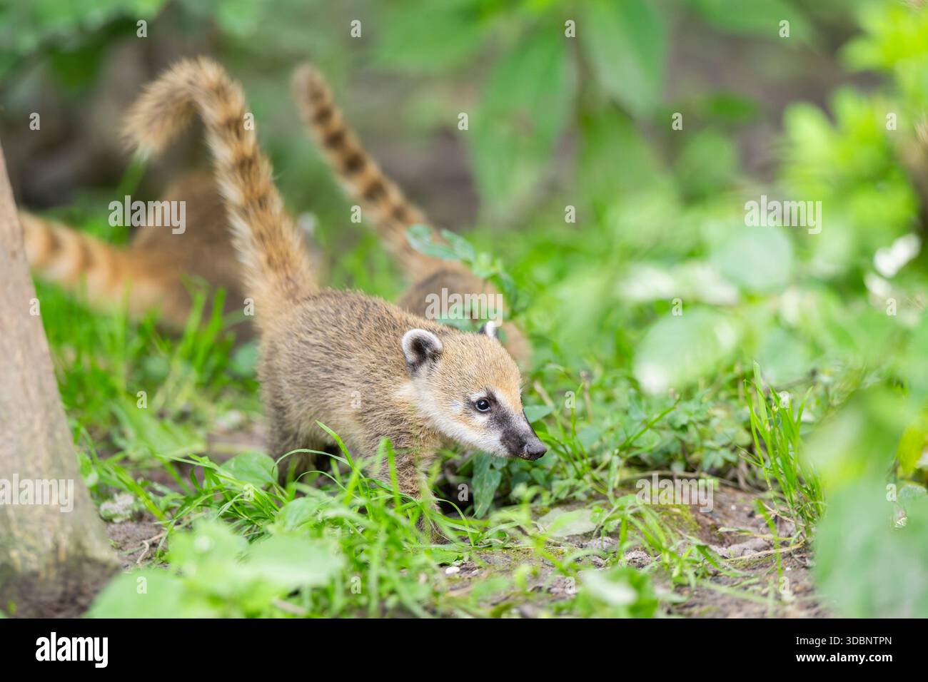 South american coati nasua nasua walking on the ground hi-res stock ...
