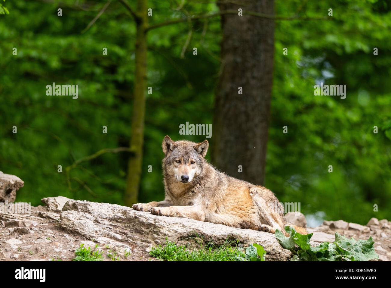 Eastern wolf canis lupus lycaon lying on a little hill hi-res stock ...