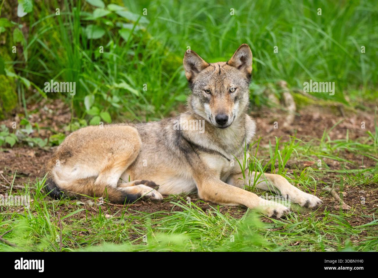 Eurasian wolf canis lupus lupus lying in a forest hi-res stock ...