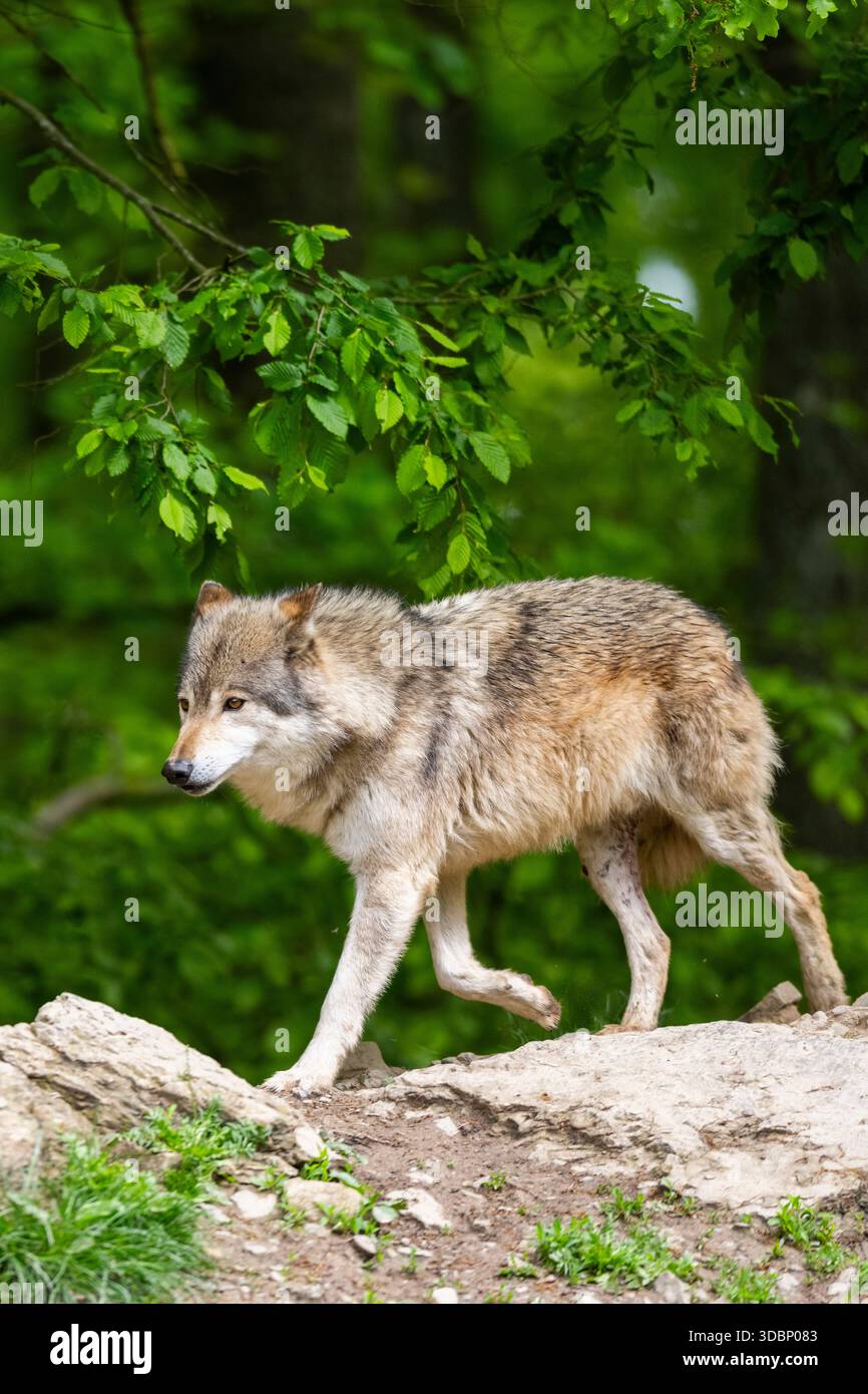 Eastern wolf canis lupus lycaon running on a little hill hi-res stock ...
