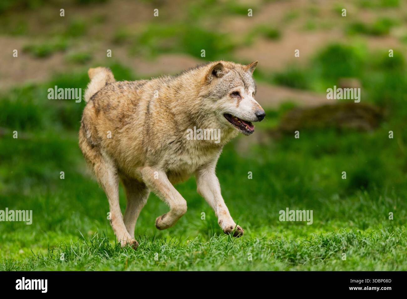 Eastern wolf canis lupus lycaon running over a meadow hi-res stock ...