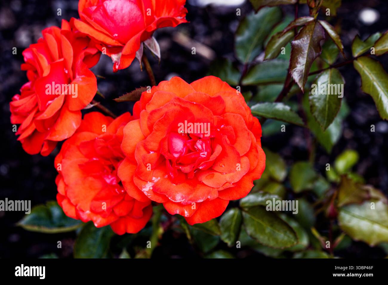 Rose Trumpeter: Free-flowering with clusters of rounded buds that open ...