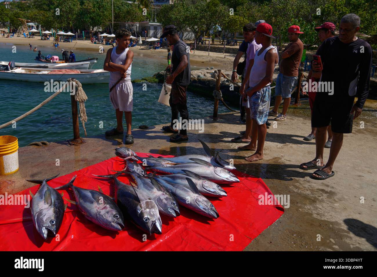 Fresh tuna is for sale on Macuto beach in Venezuela, Wednesday, Dec. 17 ...