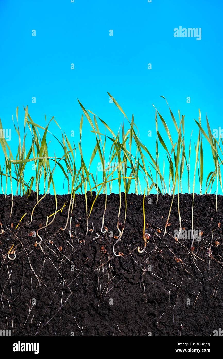 agriculture, arable farming, grain, germinating wheat, soil cross ...