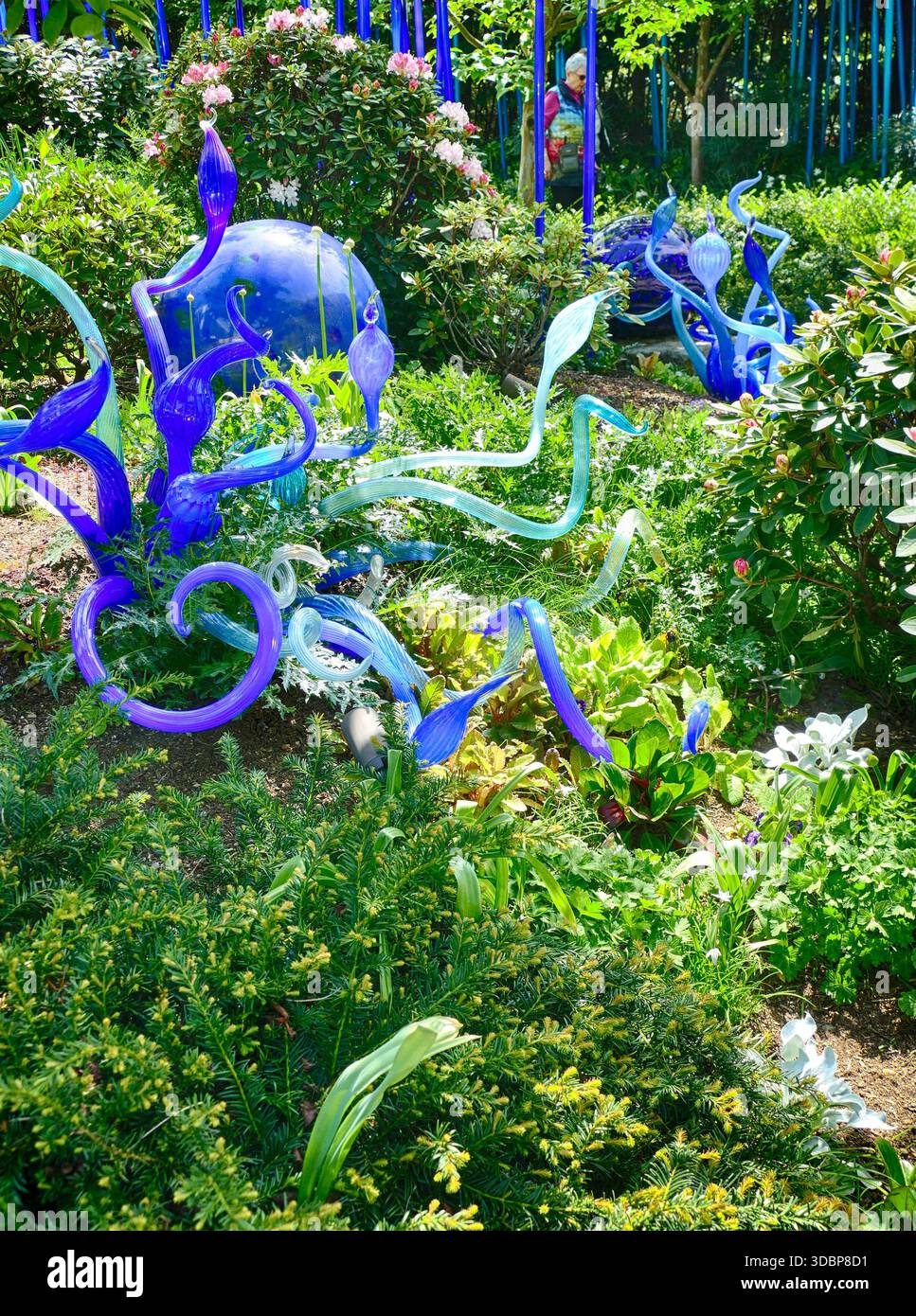 SEATTLE - JUN 29, 2025 Dale Chihuly glass sculptures glow among lush ...