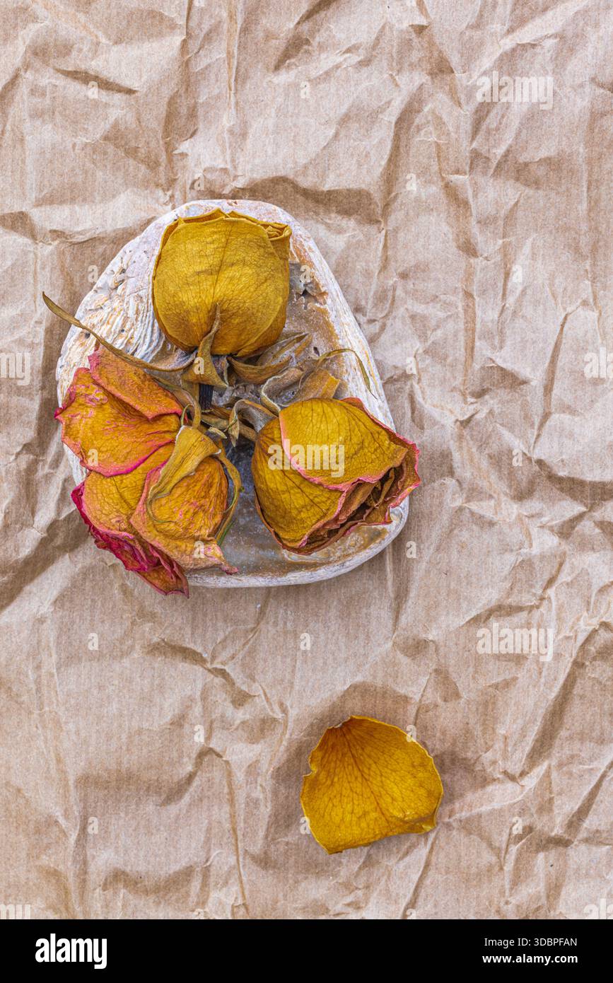 Rose petals in a shell on crumpled paper hi-res stock photography and ...
