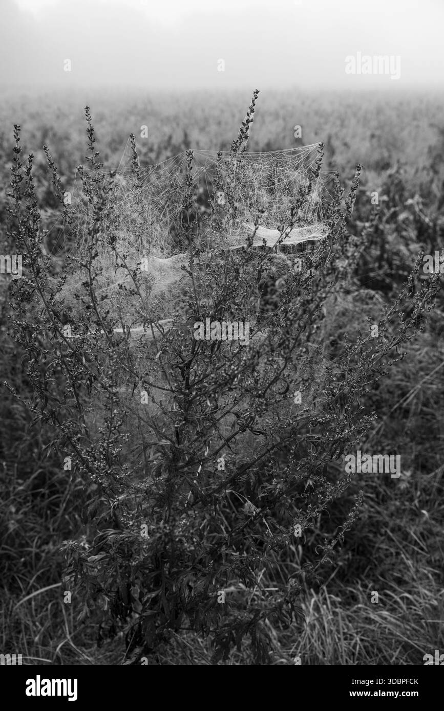 Delicate filigree Black and White Stock Photos & Images - Alamy