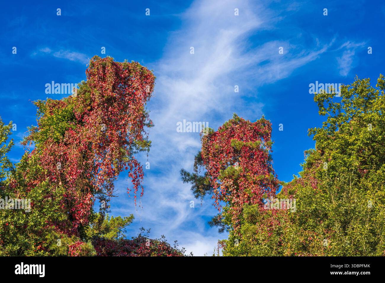 Discolored red hi-res stock photography and images - Alamy