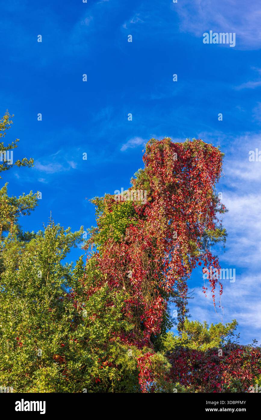 Red discolored wild wine hi-res stock photography and images - Alamy