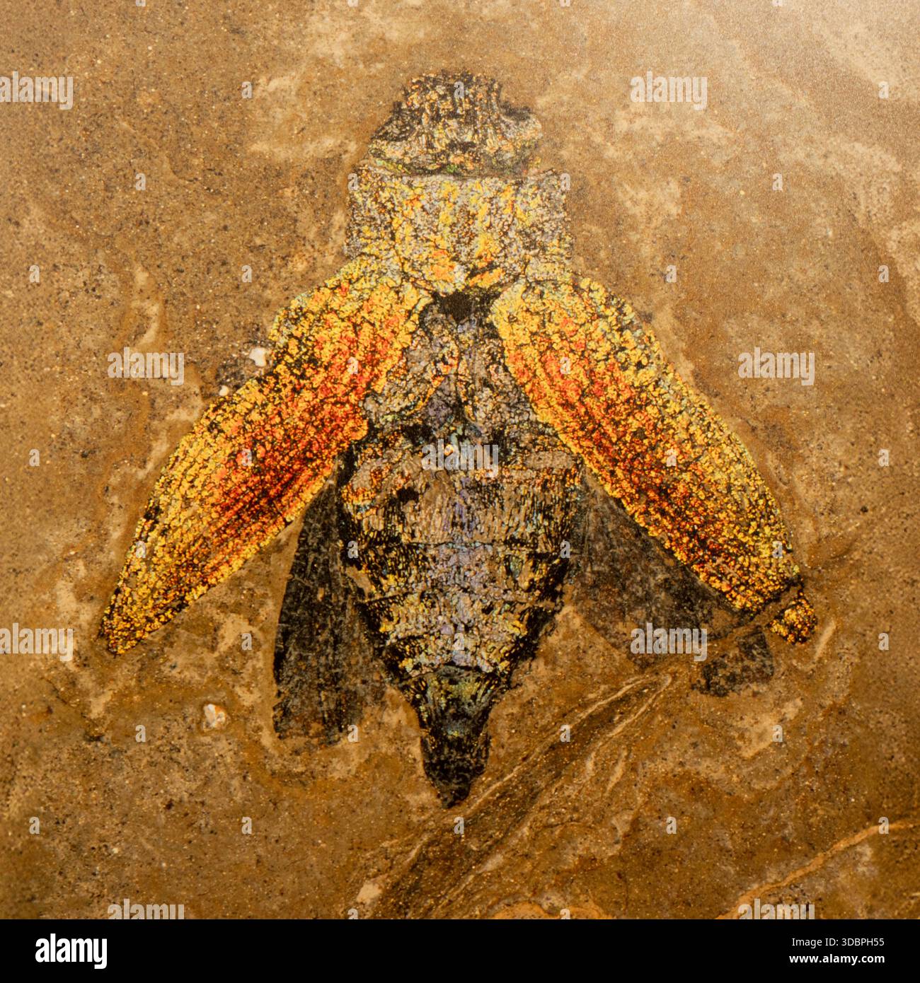 Messel Pit, photo of an insect in the museum at the Messel Pit Stock ...
