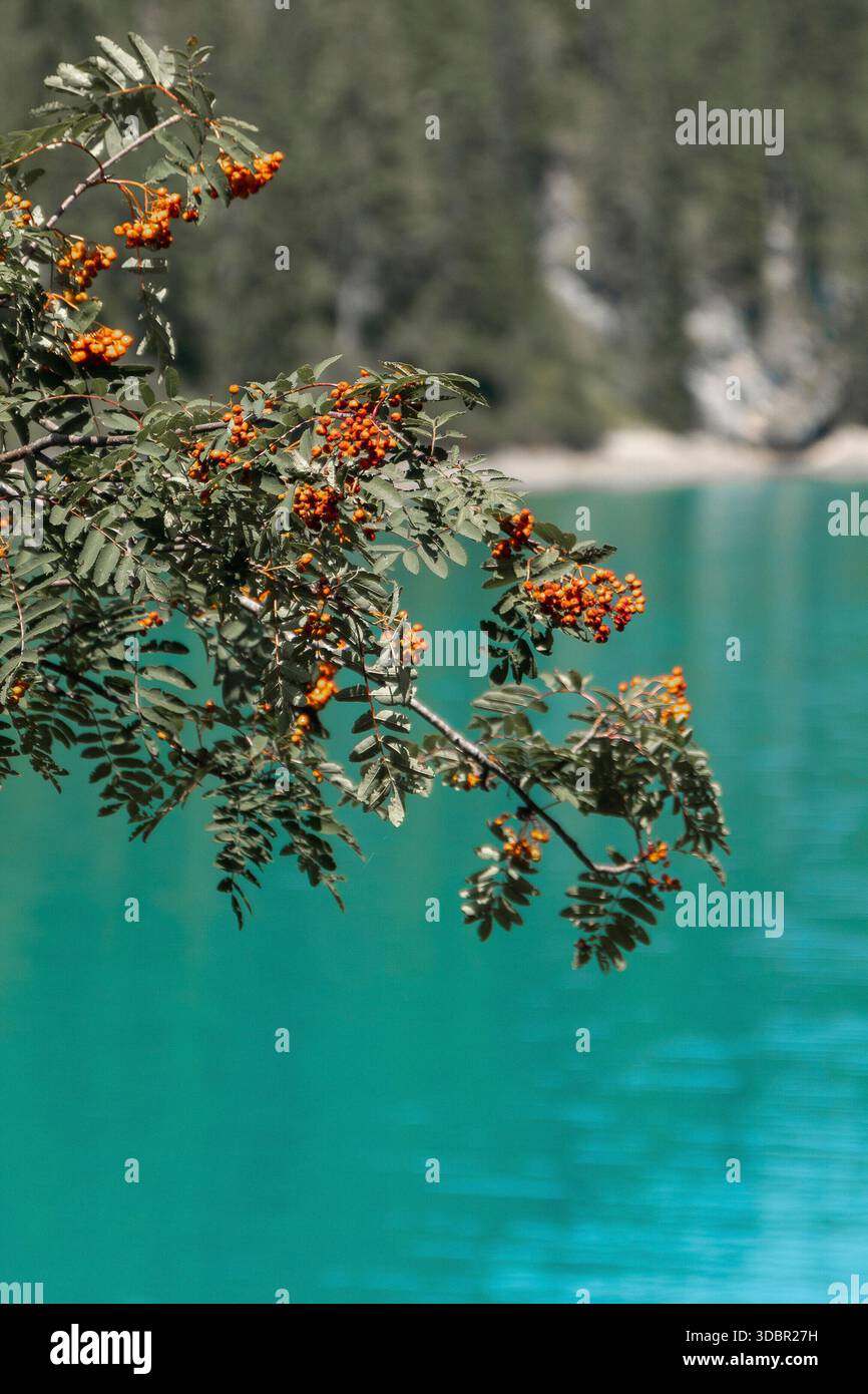 View of Lake Braies with its characteristic turquoise water. The lake ...
