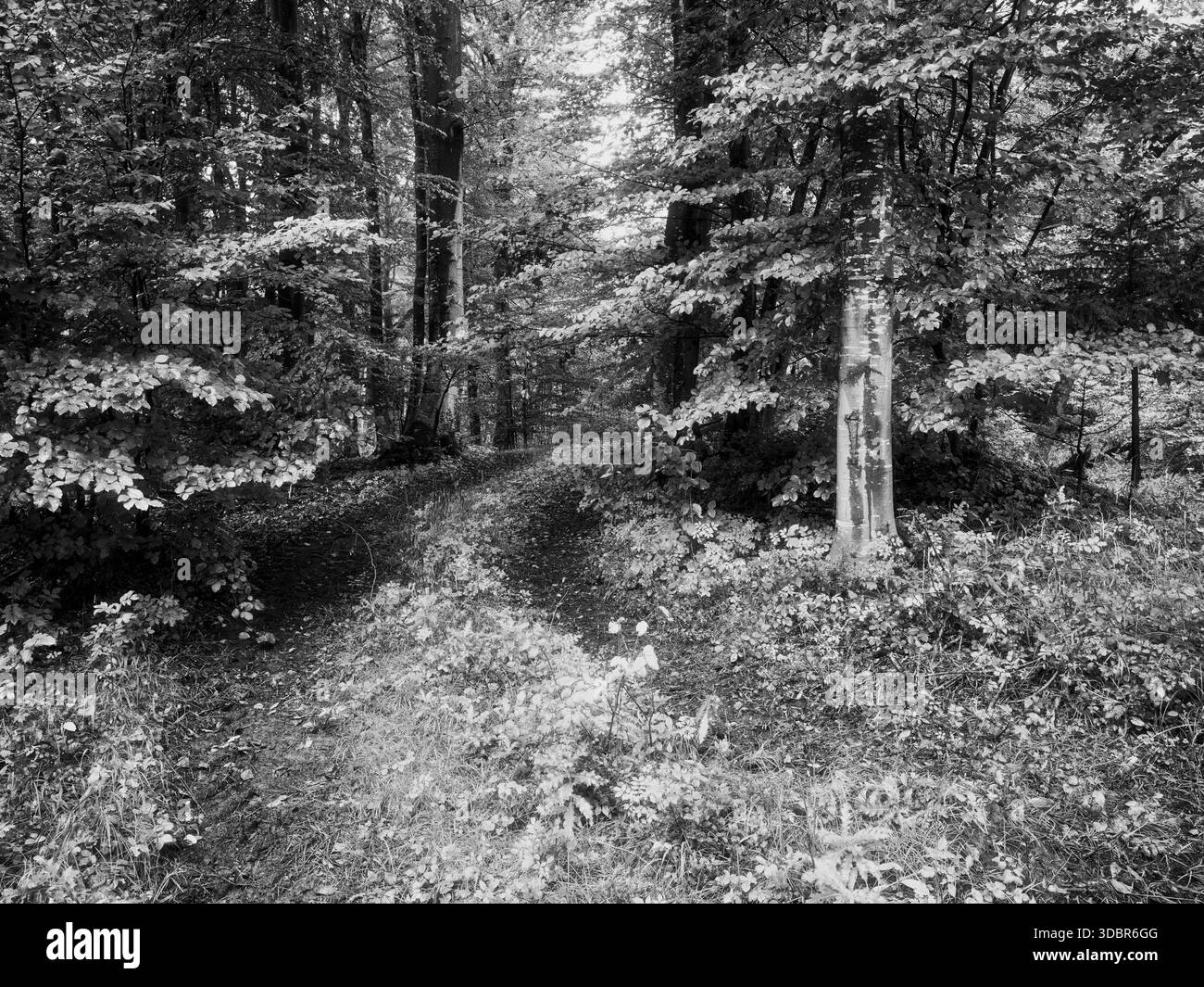 Landscape in western part Black and White Stock Photos & Images - Alamy