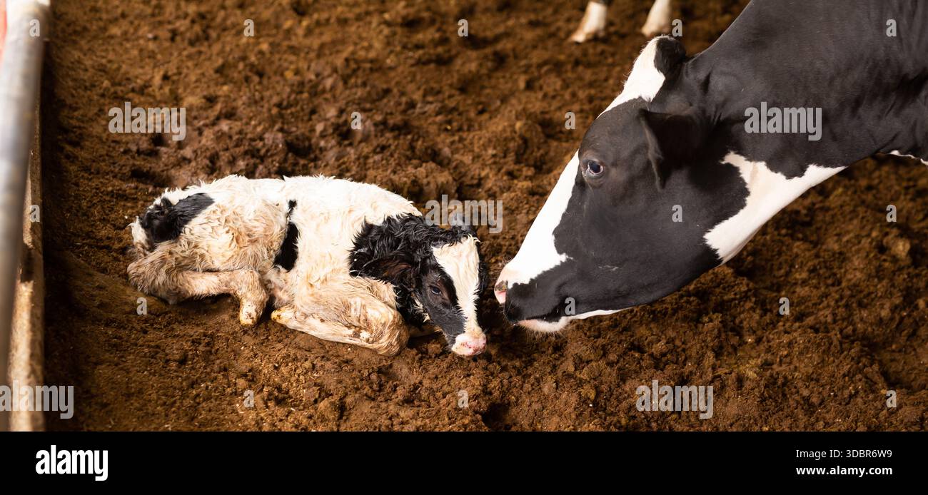 Newborn white with black calf laying on ground near mother cow on ...