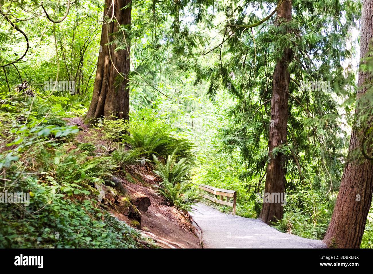 Peaceful forest trail winding through lush greenery at Snoqualmie Falls ...