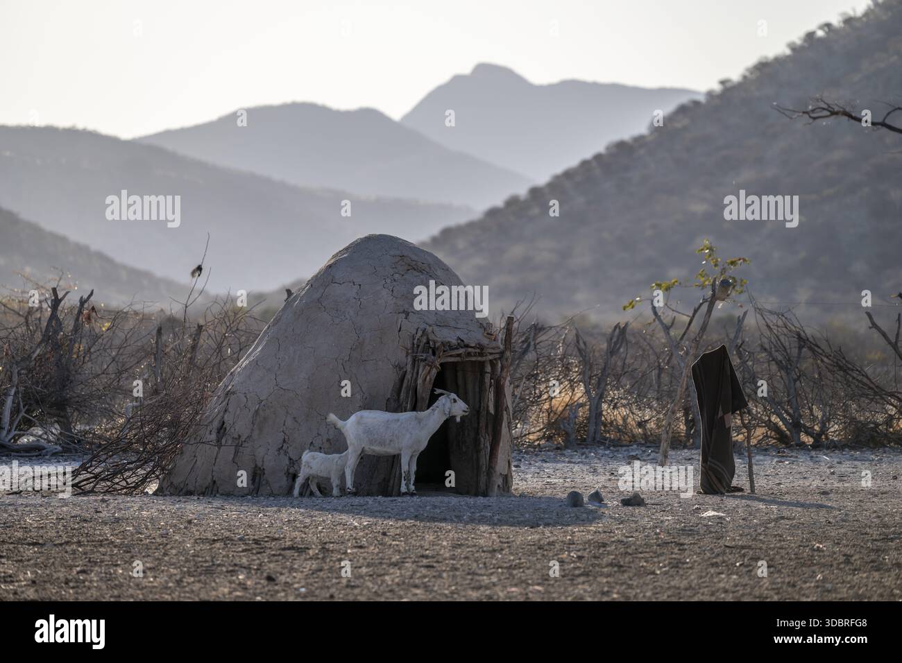 Goat, Himba huts, traditional Himba village in the savanna, arid ...